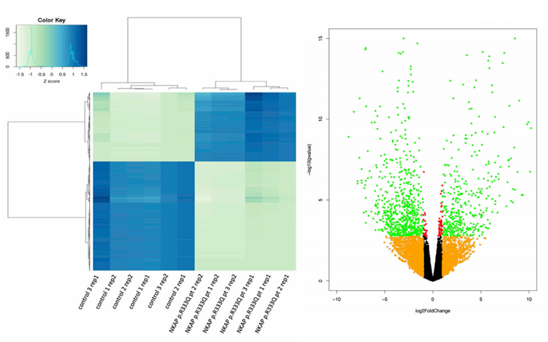 错节盘根：NKAP错义突变如何造成马凡样特征与智力障碍？ | 学术园地