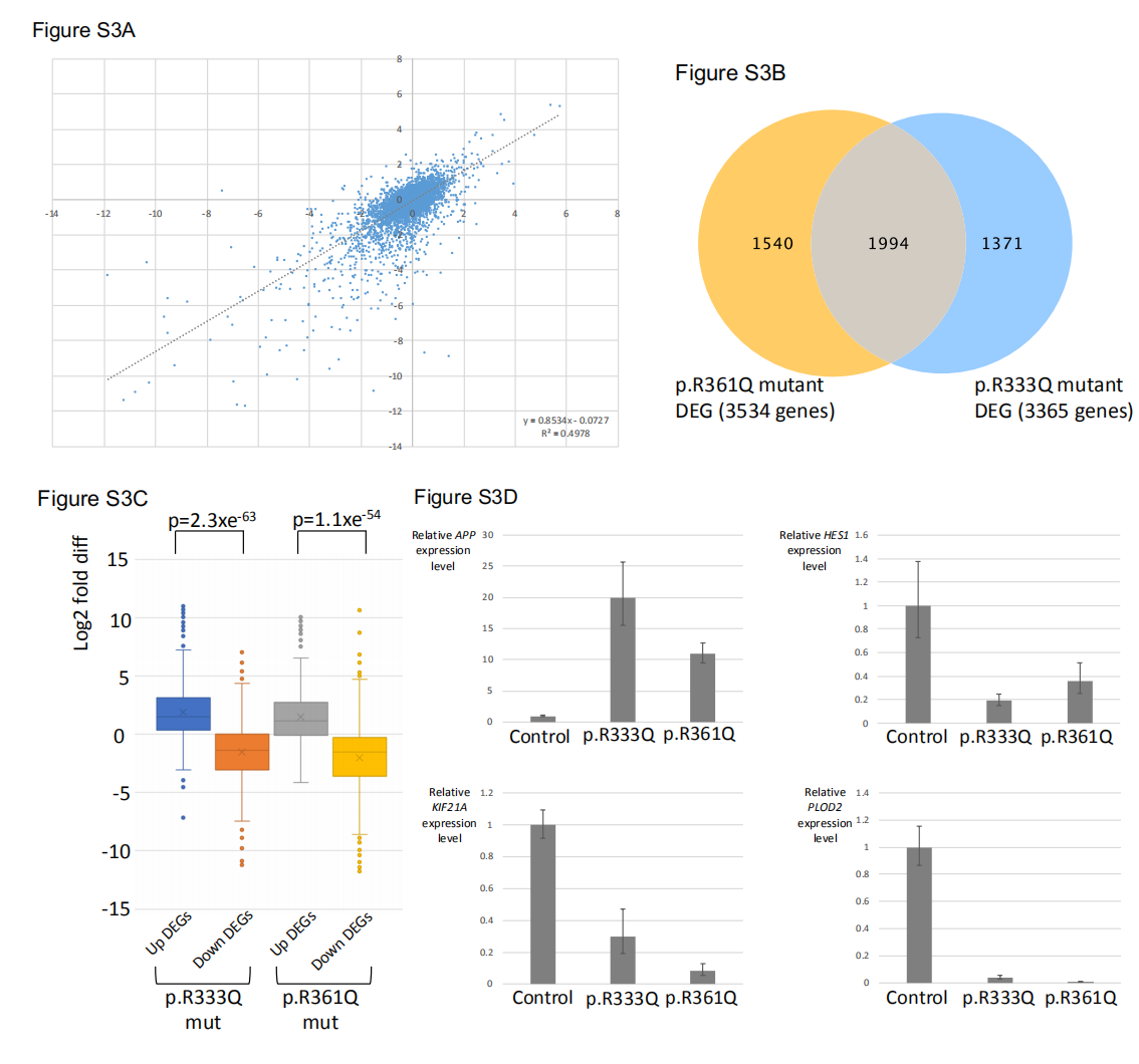 错节盘根：NKAP错义突变如何造成马凡样特征与智力障碍？ | 学术园地