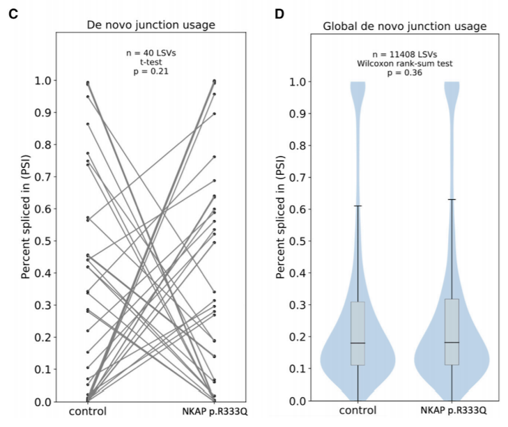 错节盘根：NKAP错义突变如何造成马凡样特征与智力障碍？ | 学术园地
